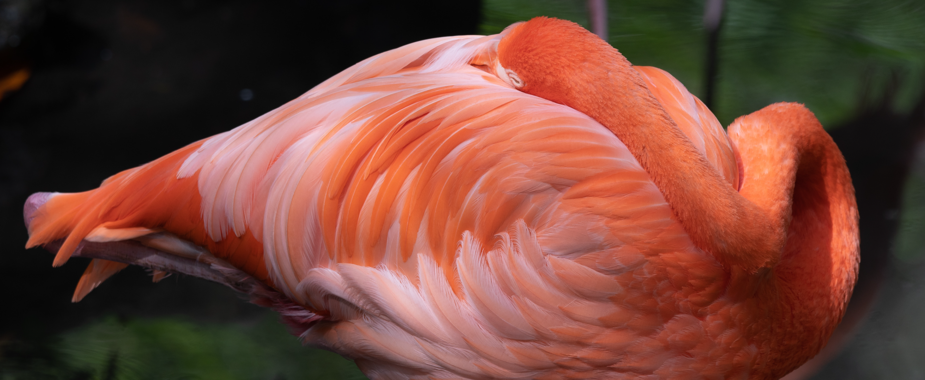 Flamingo – Bleecker & Prince
